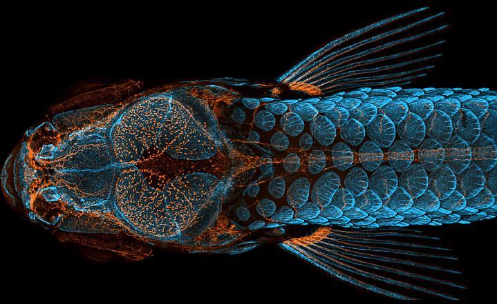 Pescando pistas sobre la salud humana | Los Institutos Nacionales de Salud